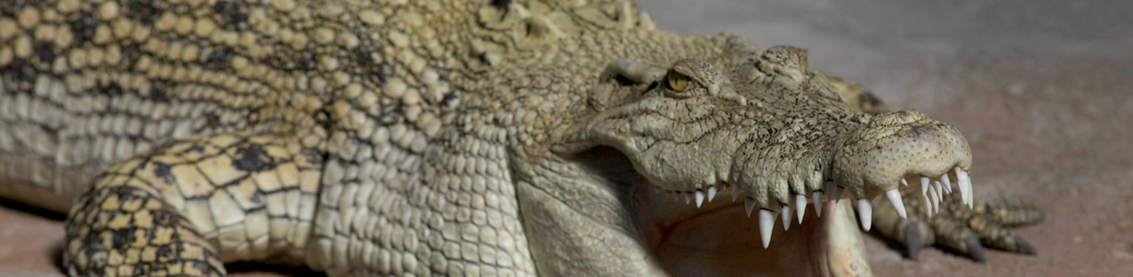 Krokodile, Könige der Gewässer